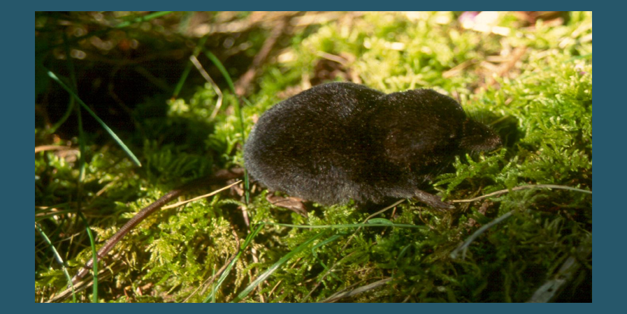 South Coast Conservation Program SCCP | Species at Risk, South Coast ...